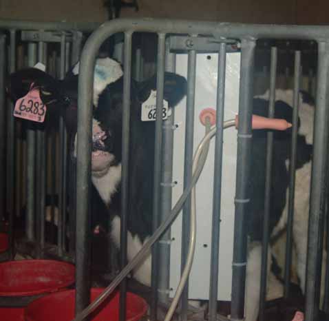 Acidified Milk Feeding Program - CalfCare.ca