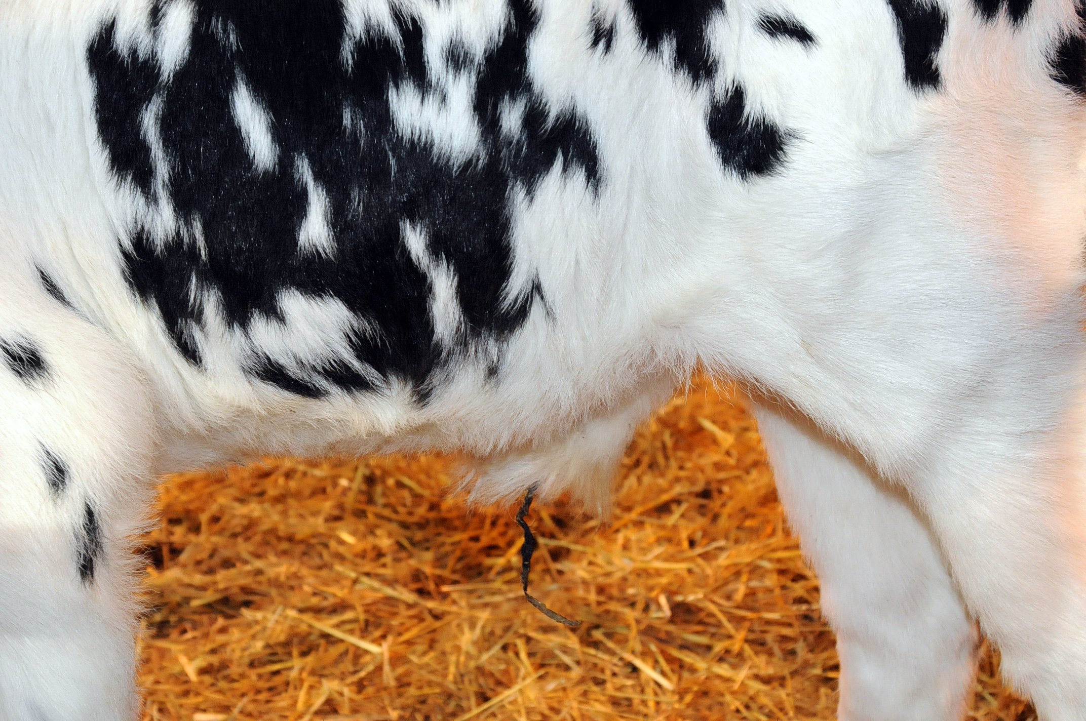 How to determine the severity of umbilical hernias in calves - CalfCare.ca