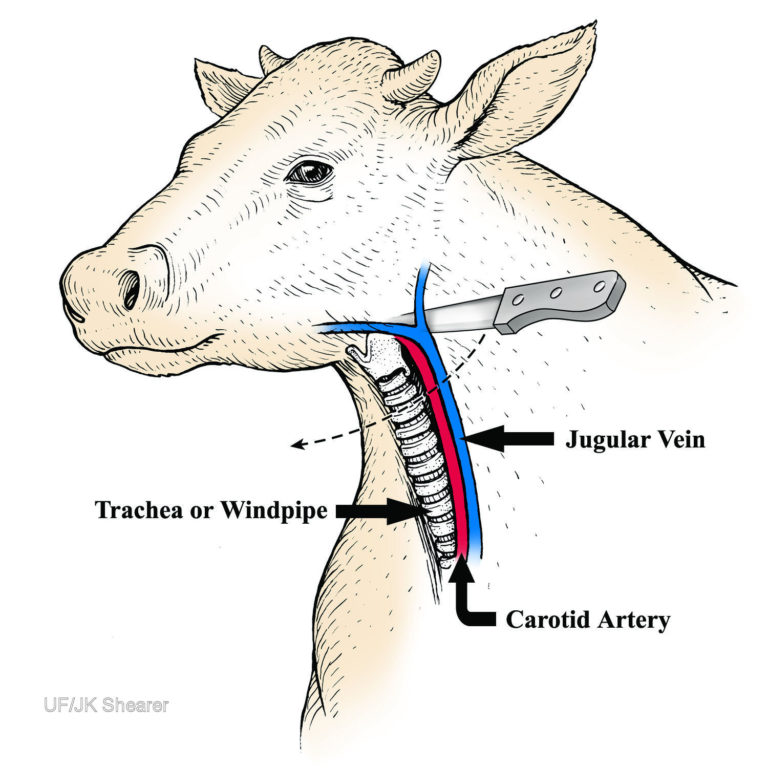 Approved methods of euthanasia in calves - CalfCare.ca