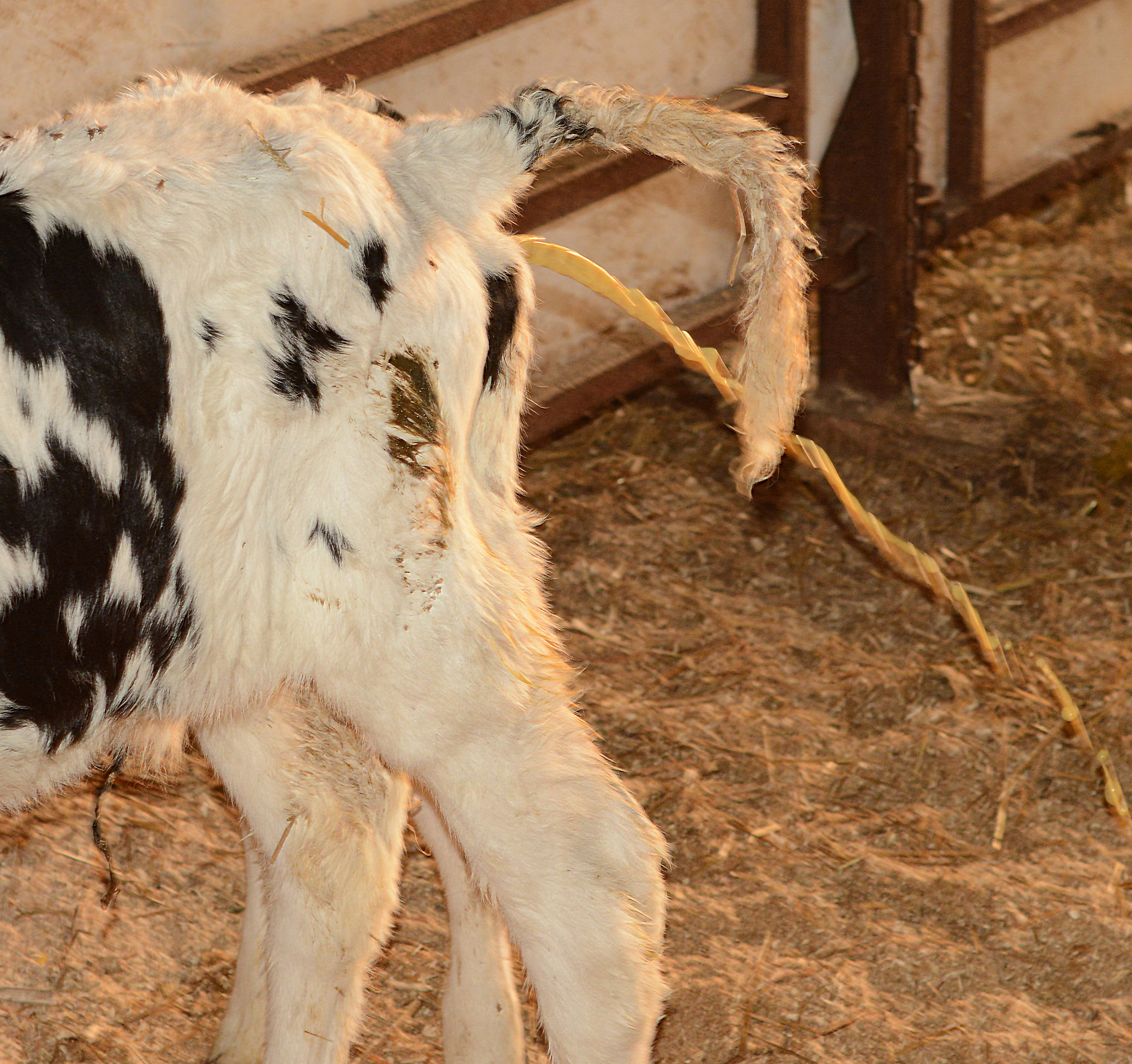 Scours - CalfCare.ca