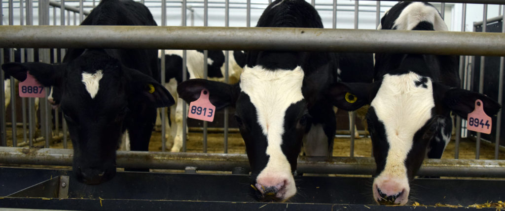 Considerations for Managing Group Housed Calves - CalfCare.ca