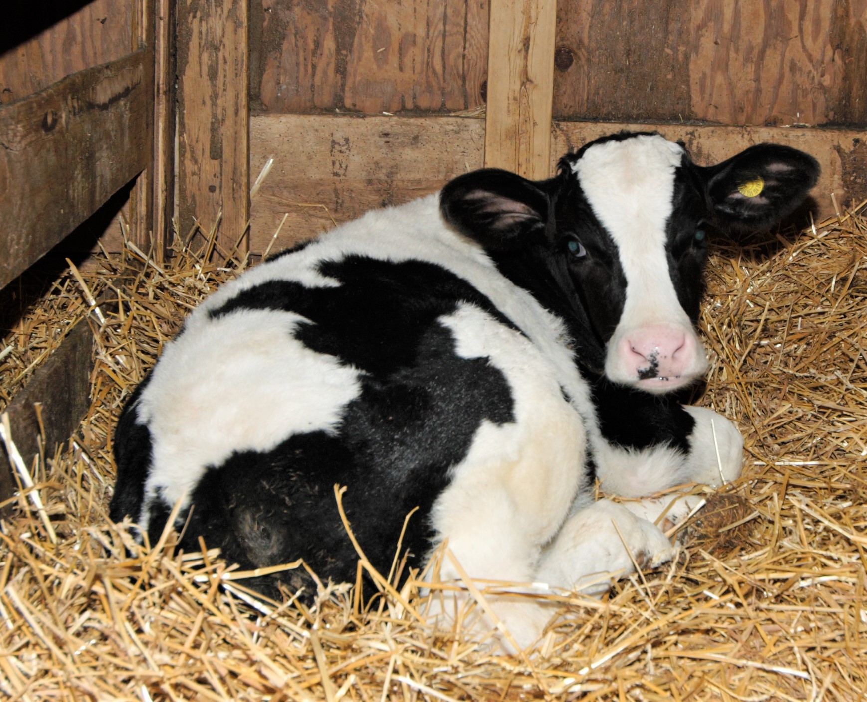 A Disease Prevention Message from Beyond the Grave - CalfCare.ca