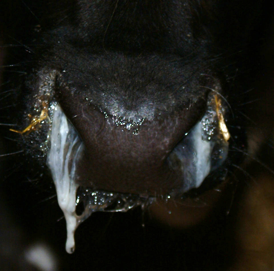 Respiratory problems - CalfCare.ca