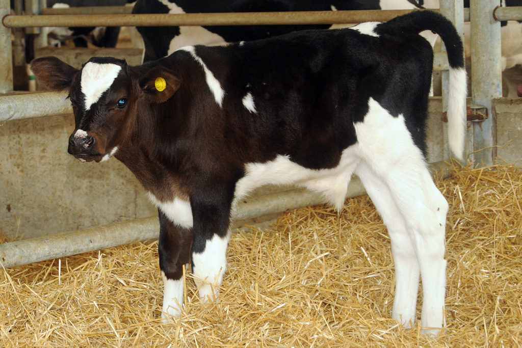 Common diseases - CalfCare.ca