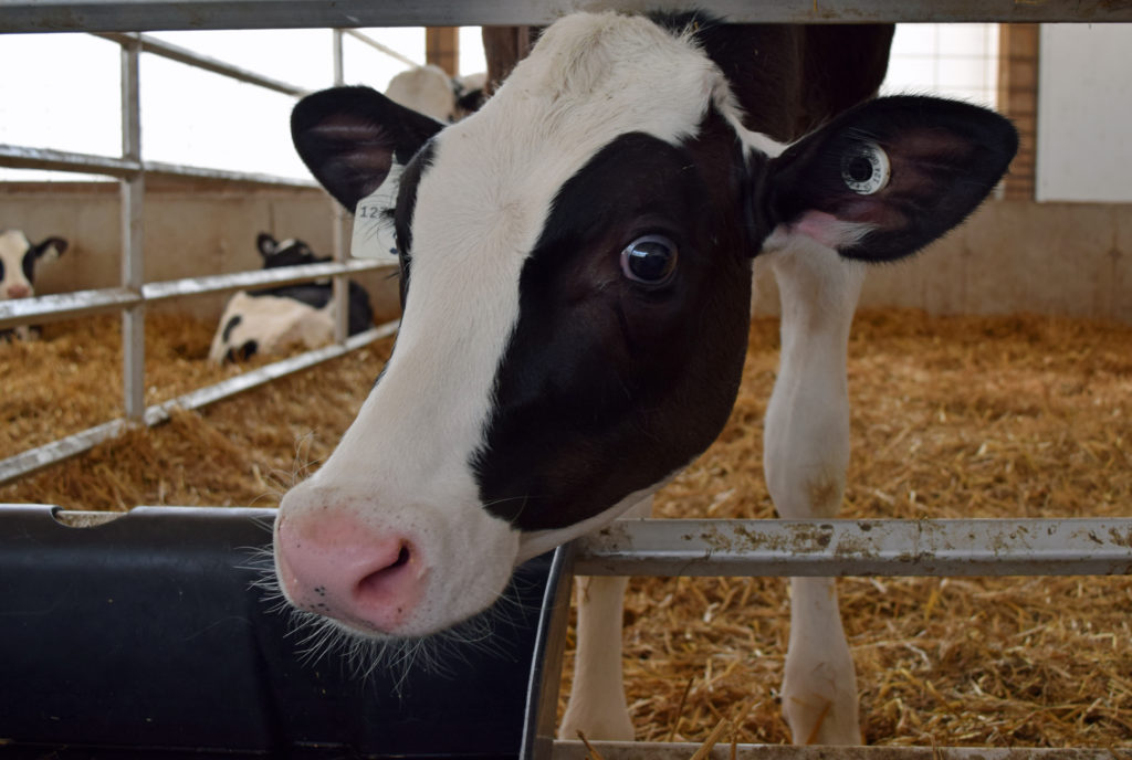 New research helps determine if calves are ready to be weaned - CalfCare.ca