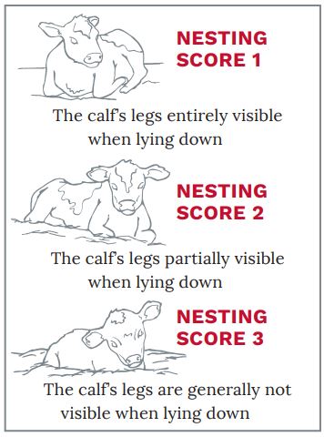 A simple solution to winter management woes - CalfCare.ca