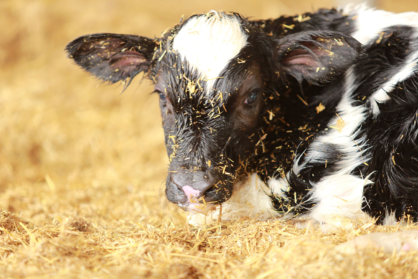 Colostrum - CalfCare.ca