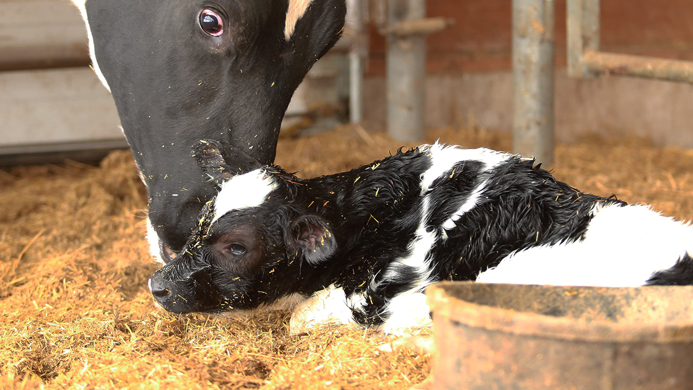 An easier way to track calf health - CalfCare.ca