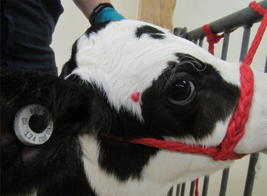 Disbudding and dehorning - CalfCare.ca