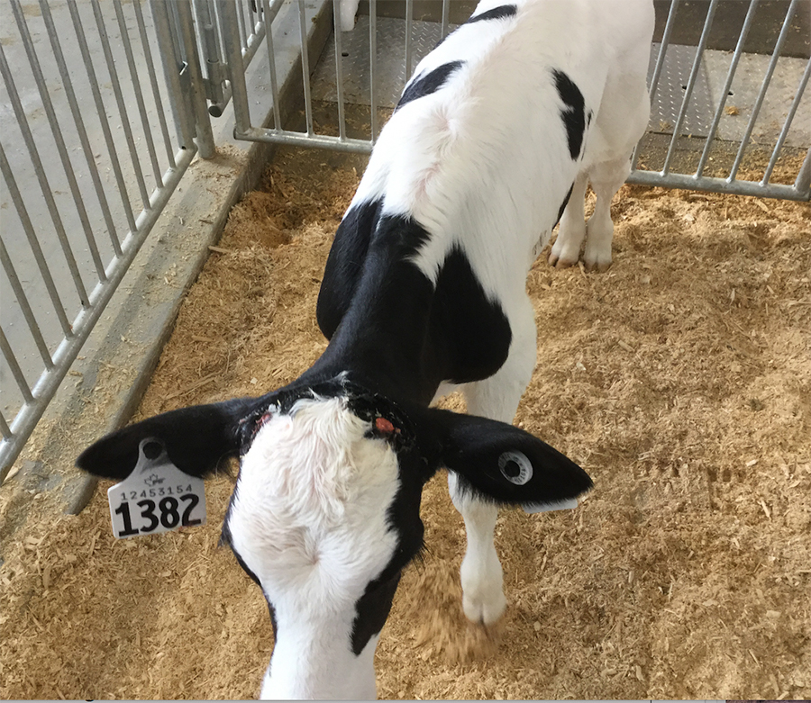 Disbudding and dehorning - CalfCare.ca