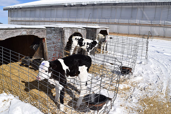 Adapting calf housing and feeding to winter’s cold temperatures ...