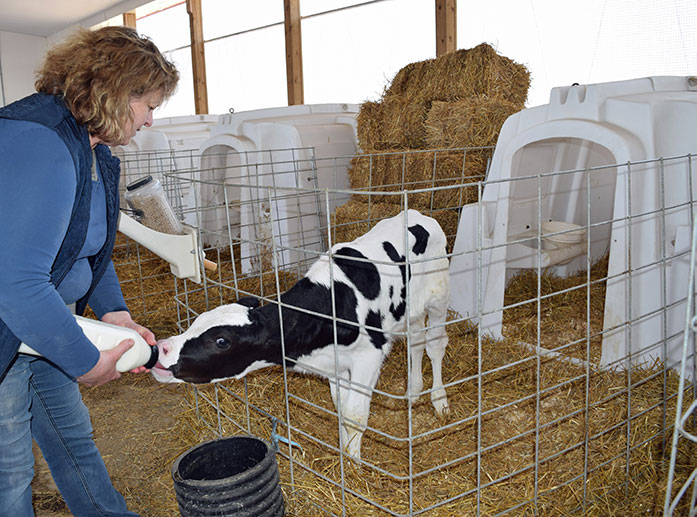 Why Young Calves Get Sick And What You Can Do To Stop It Calfcare Ca
