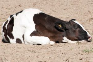 Septicemia: the silent killer - CalfCare.ca