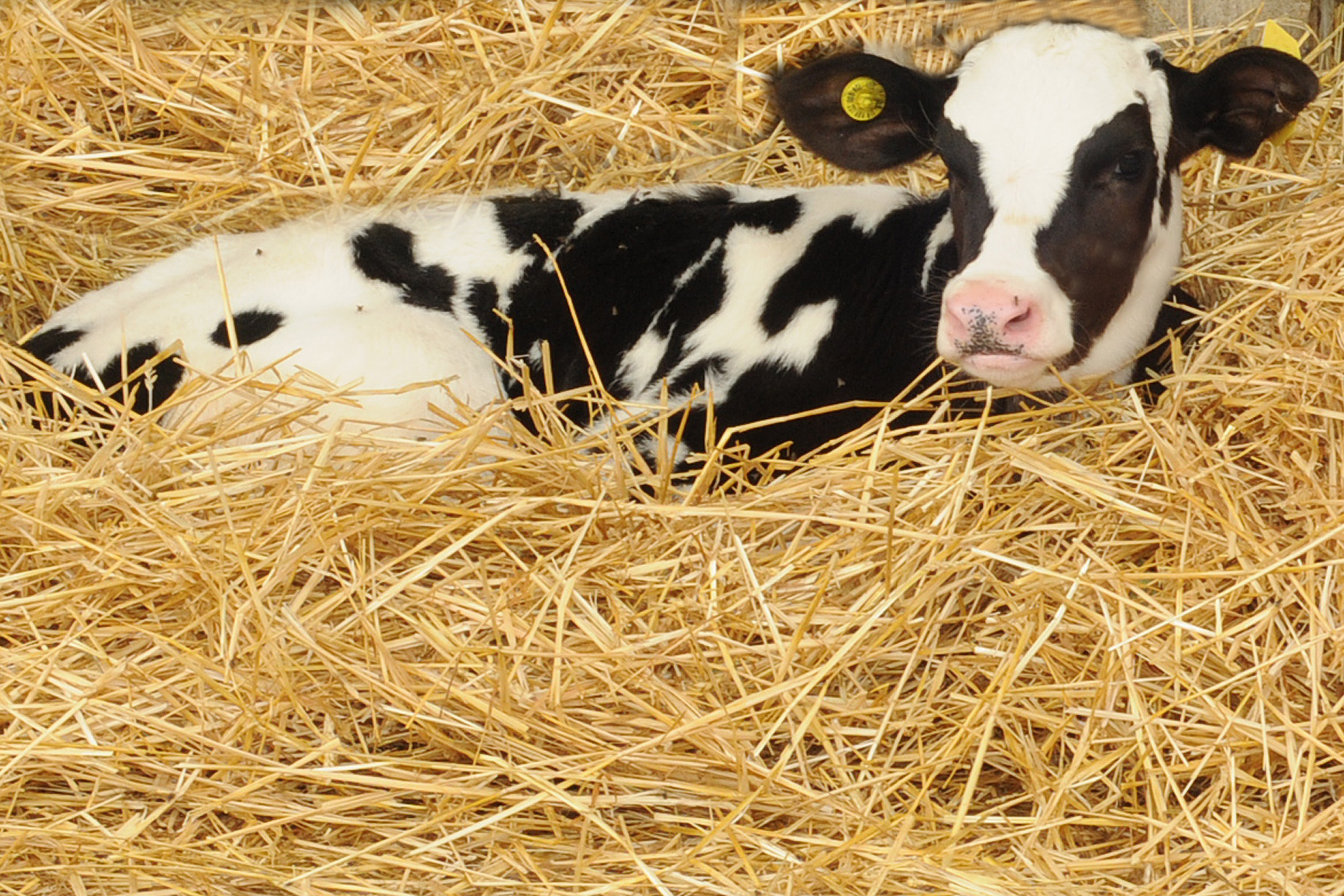 Protect calf health with an effective vaccination protocol - CalfCare.ca