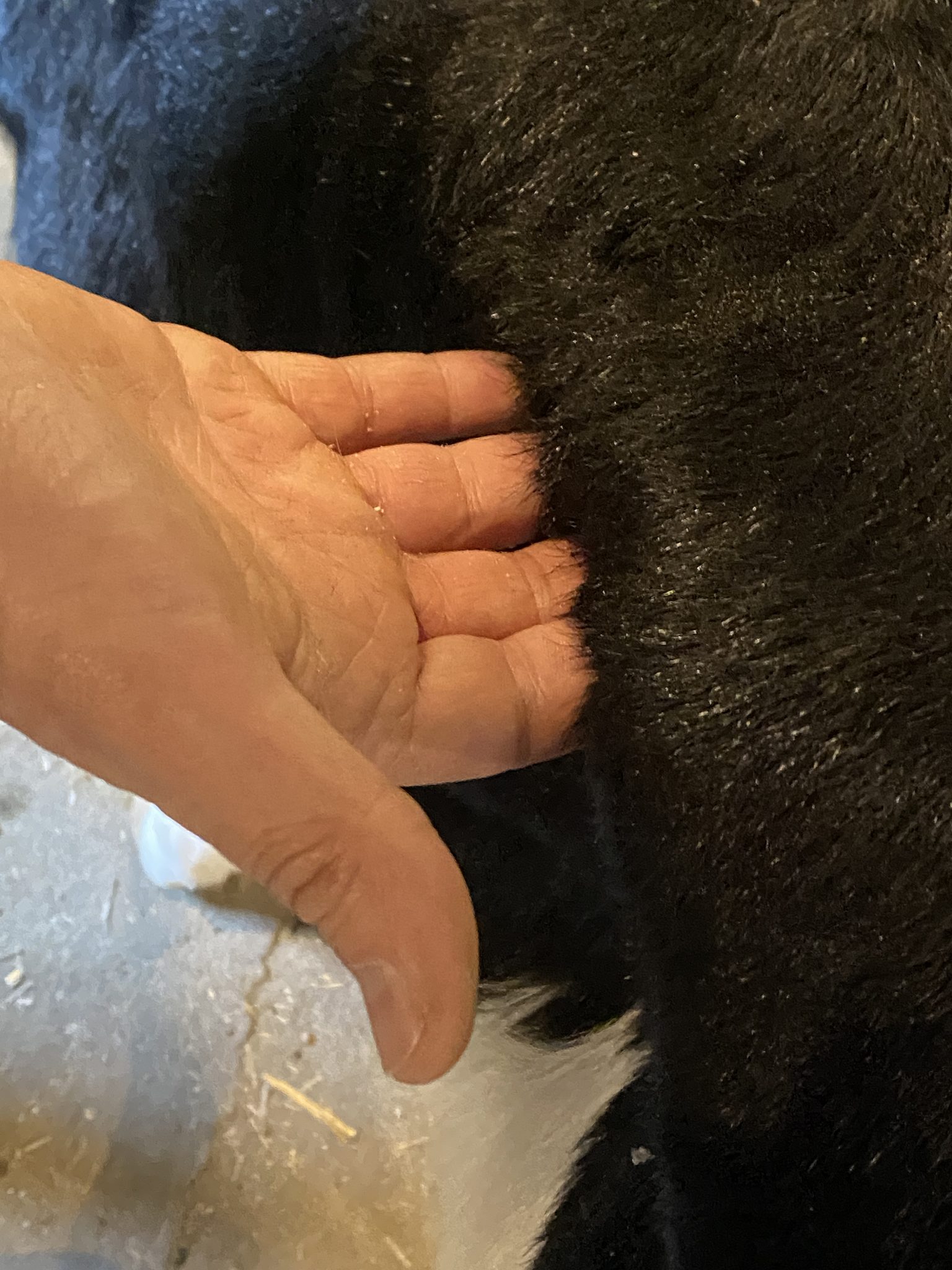 Sunken flank: What does it mean and why is it important? - CalfCare.ca