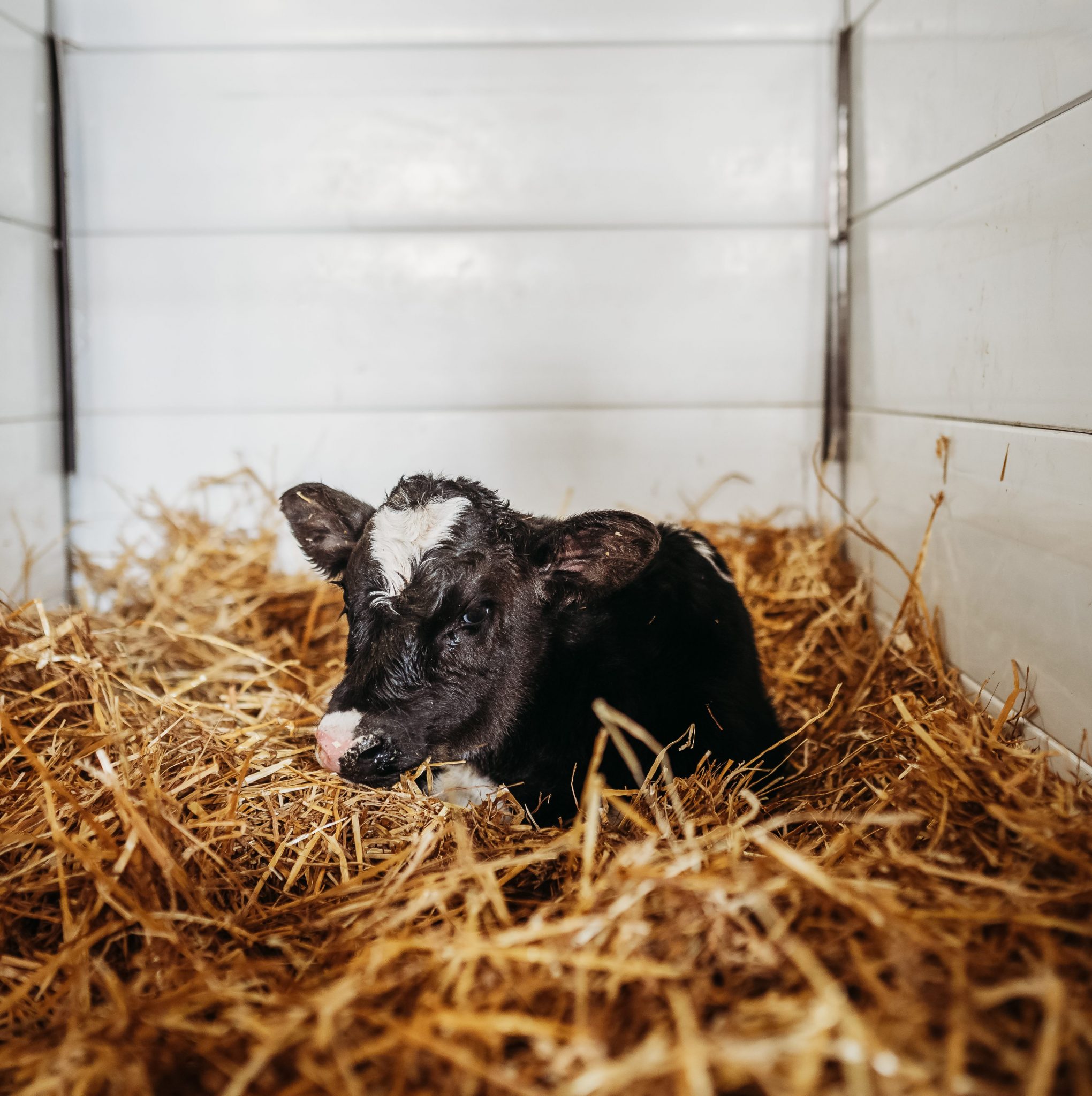 Back to basics calf care: Four easy ways to improve calf health ...