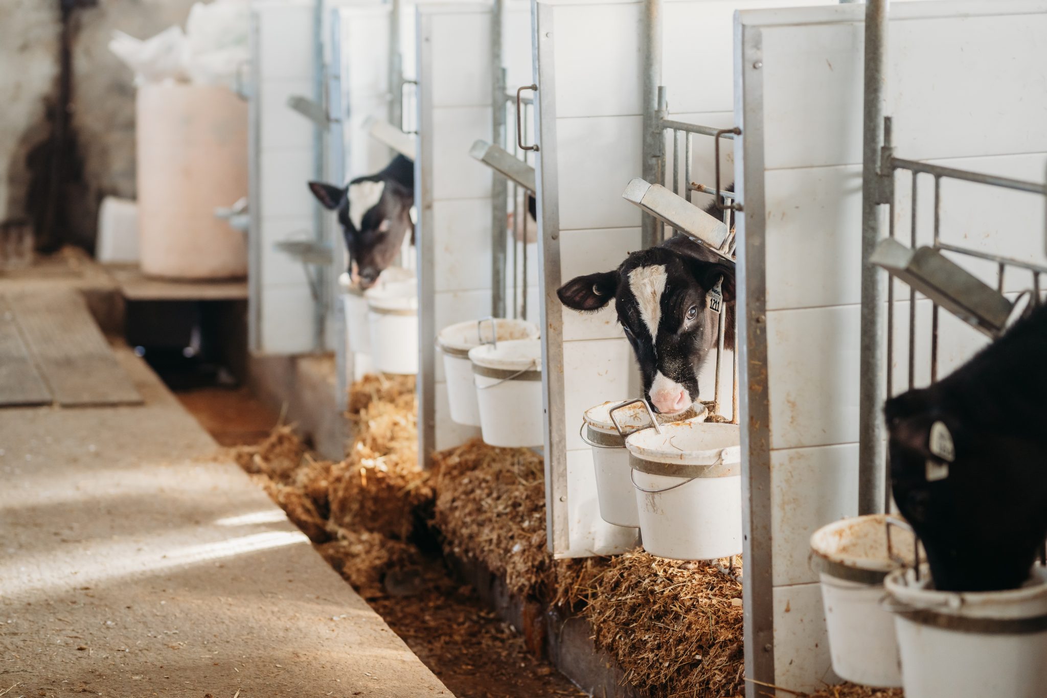 Back to basics calf care: is the abnormal your normal - and what you ...