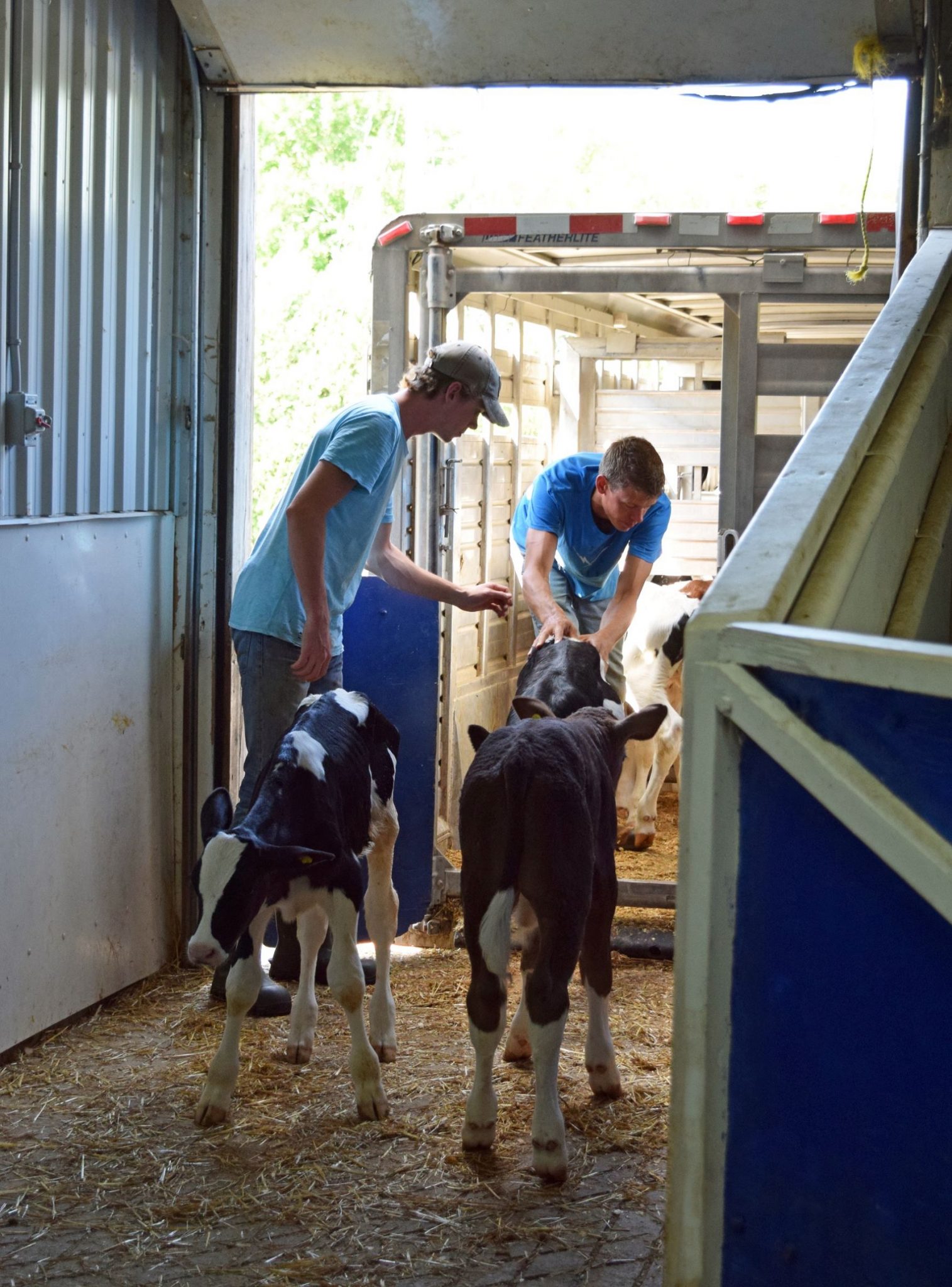 Back to basics calf care: Best practices for introducing new calves to ...