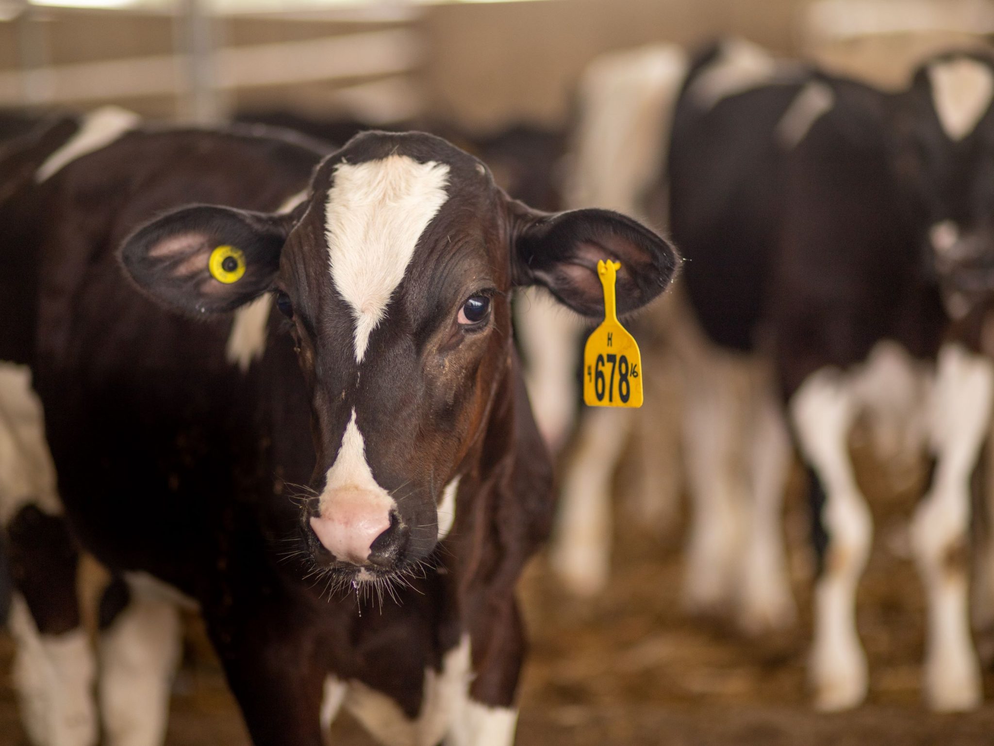 Back to basics calf care: The difference protocols will make to calf ...