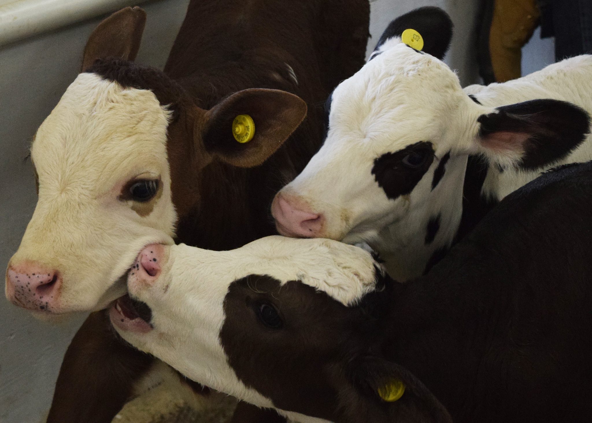 Managing cross-sucking in dairy and dairy-cross calves - CalfCare.ca